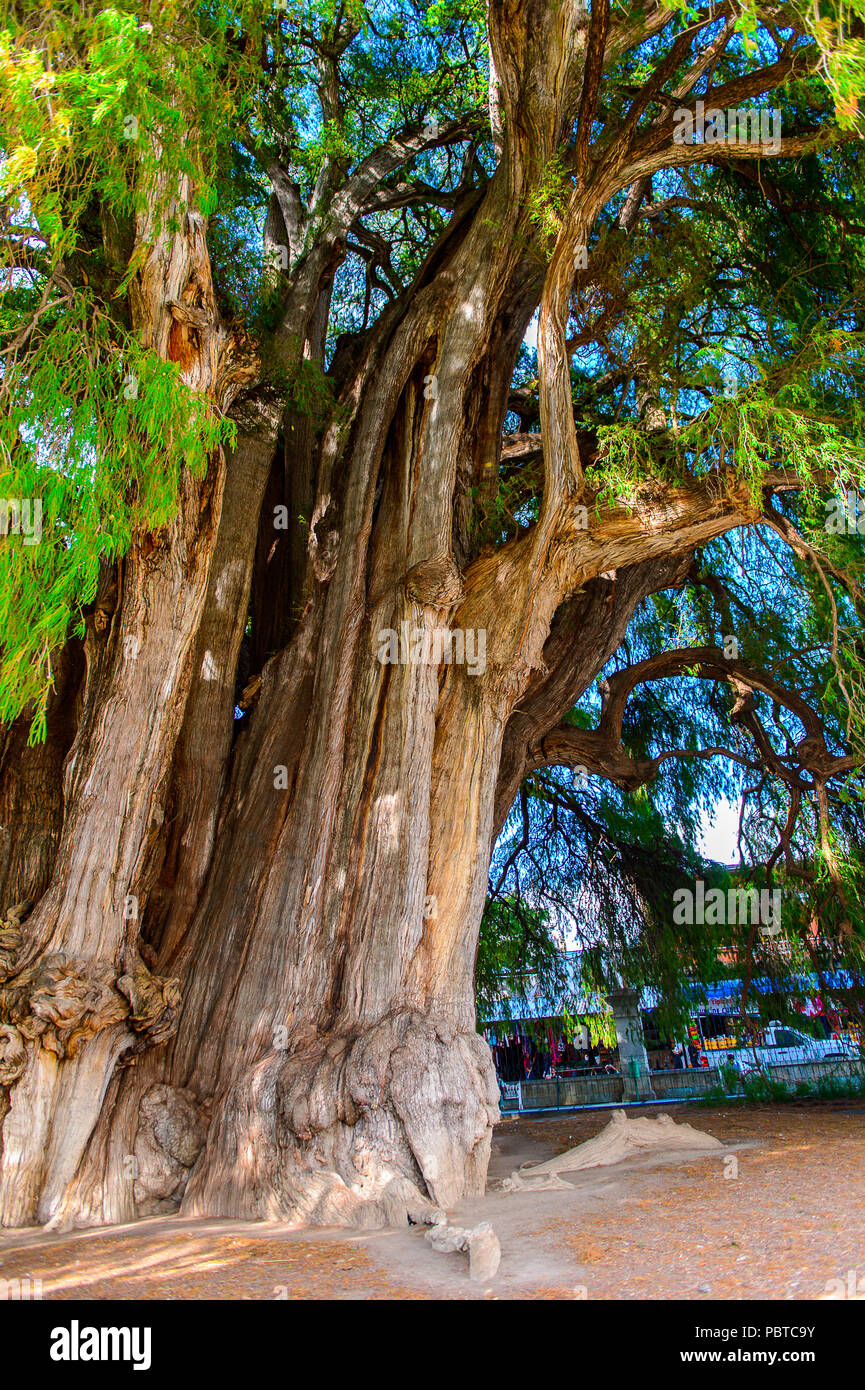 The Tree of Tule (El Arbol de Tule), Montezuma cypress or ahuehuete in ...