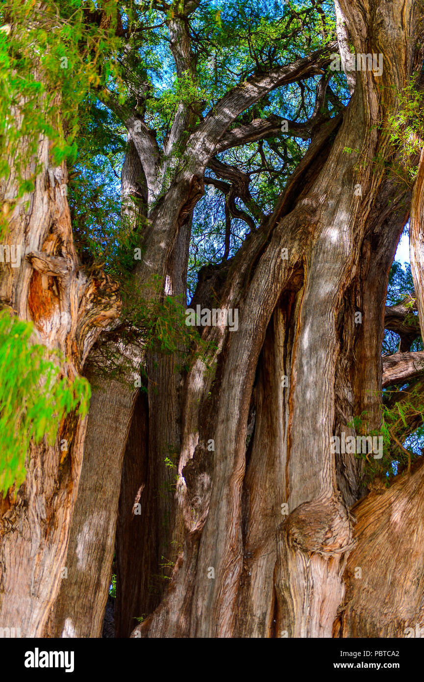 The Tree of Tule (El Arbol de Tule), Montezuma cypress or ahuehuete in ...