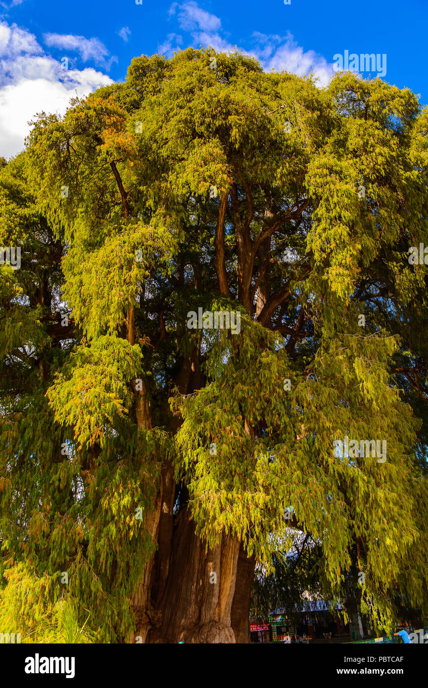 The Tree of Tule (El Arbol de Tule), Montezuma cypress or ahuehuete in ...