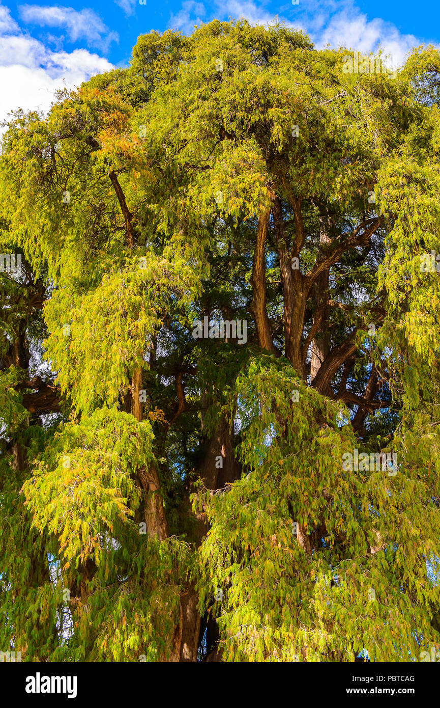 The Tree of Tule (El Arbol de Tule), Montezuma cypress or ahuehuete in ...