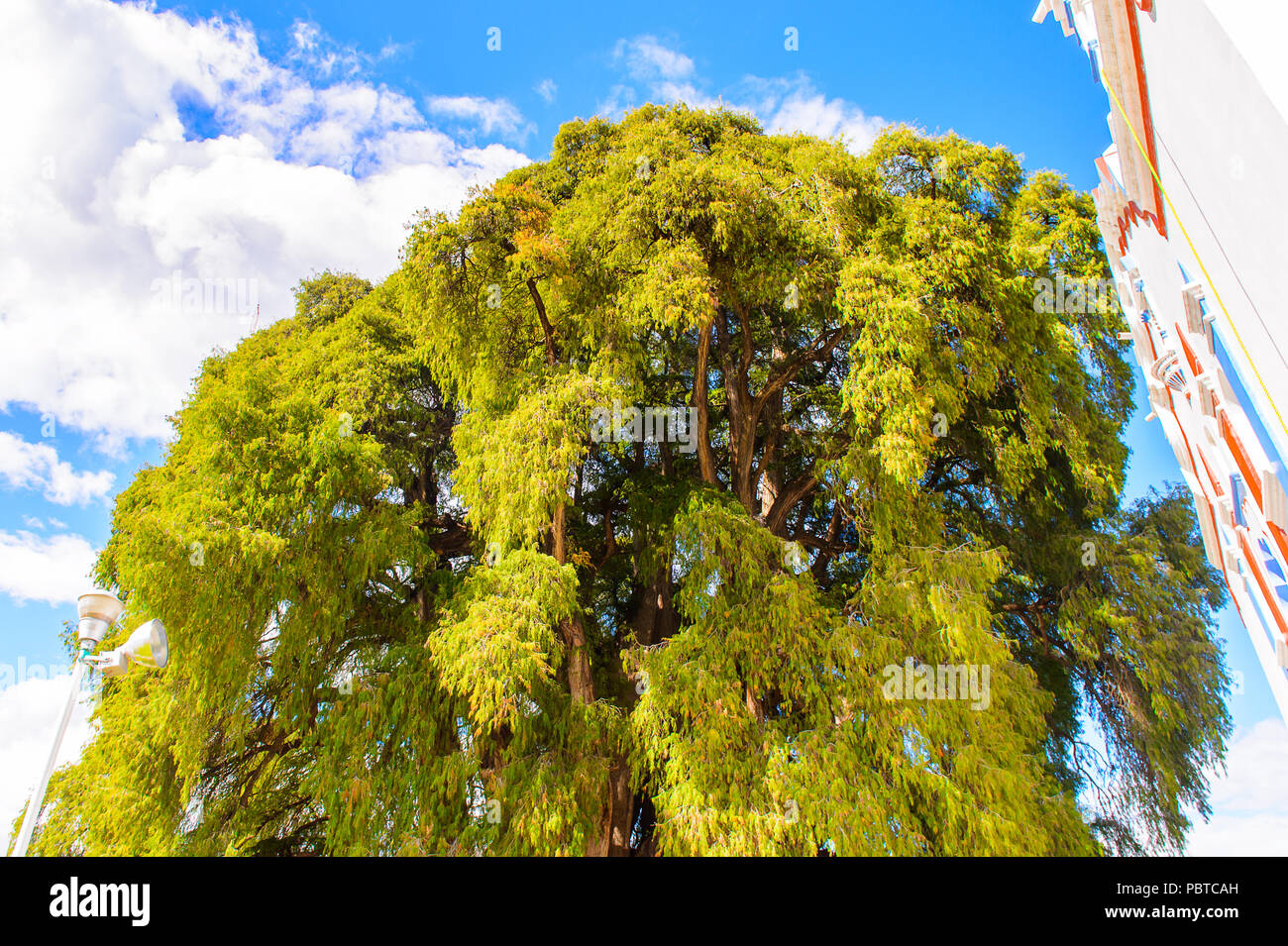 The Tree of Tule (El Arbol de Tule), Montezuma cypress or ahuehuete in ...