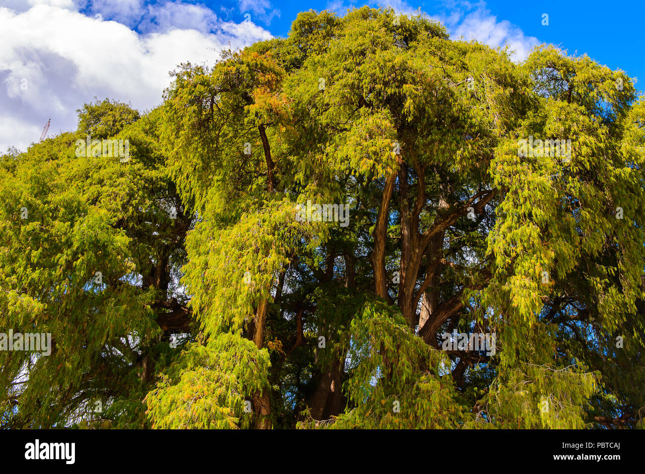 The Tree of Tule (El Arbol de Tule), Montezuma cypress or ahuehuete in ...