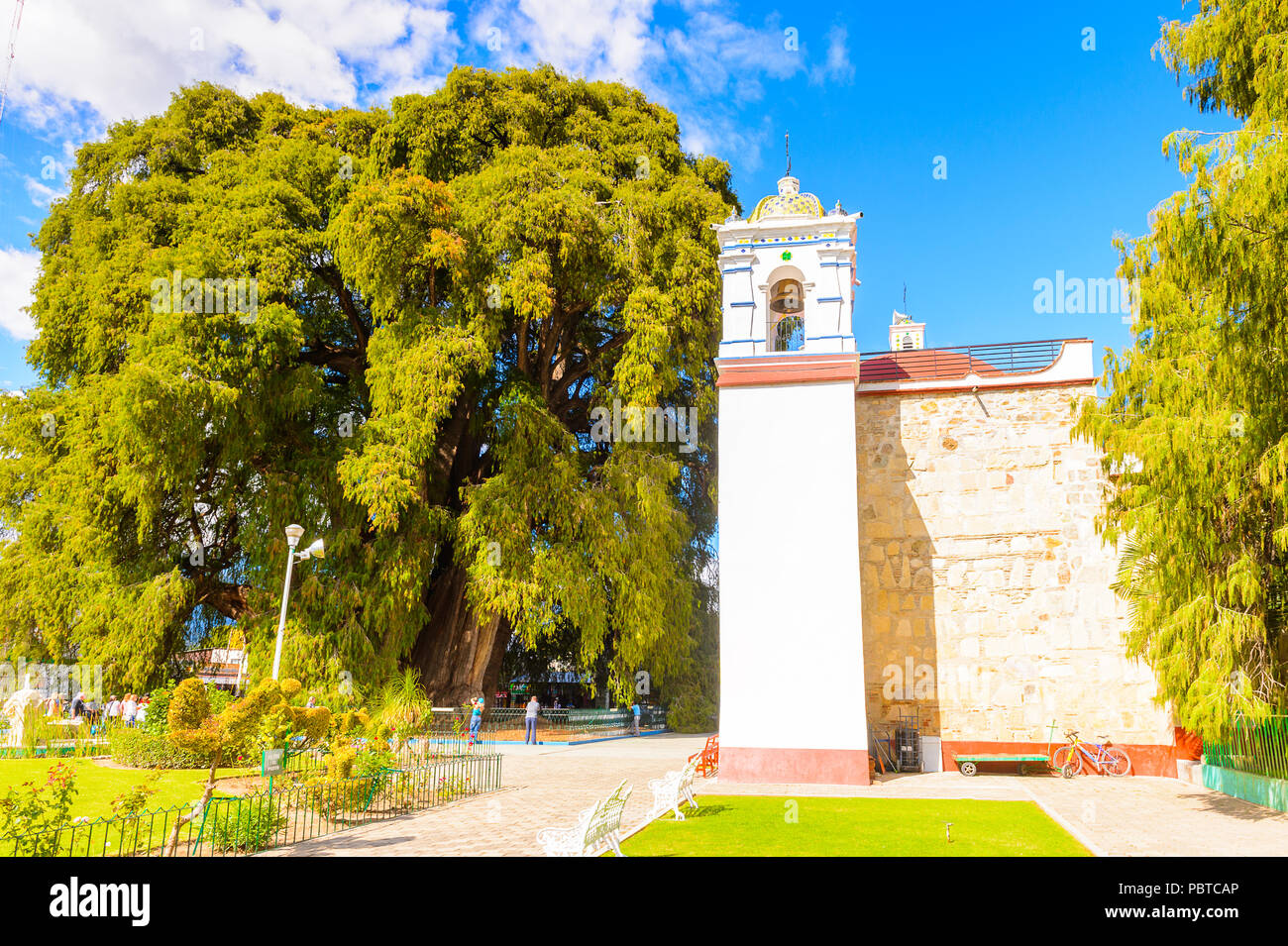 The Tree of Tule (El Arbol de Tule), Montezuma cypress or ahuehuete in ...