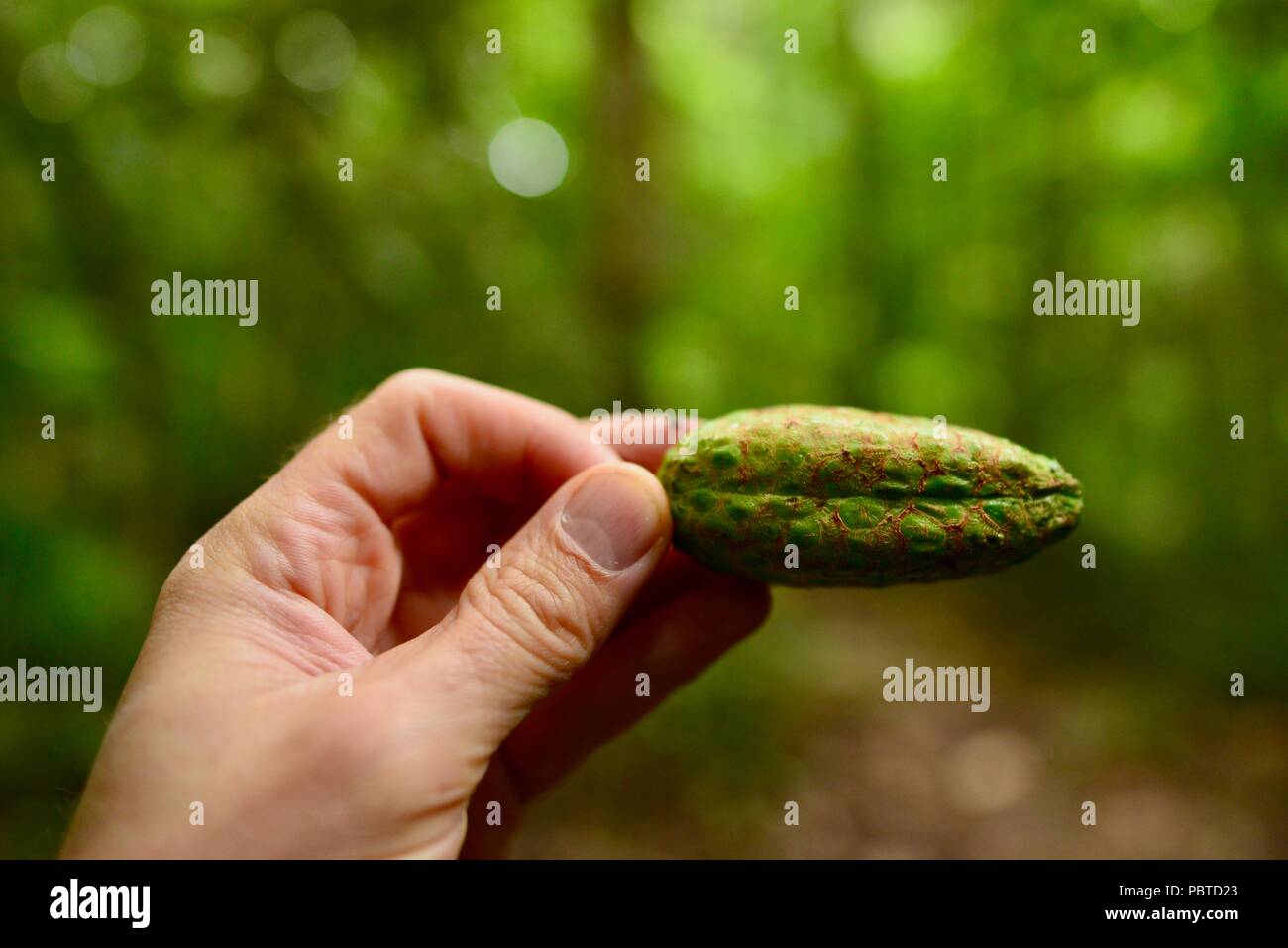 A rainforest tree seed pod with green and brown, Kauri Creek walk ...
