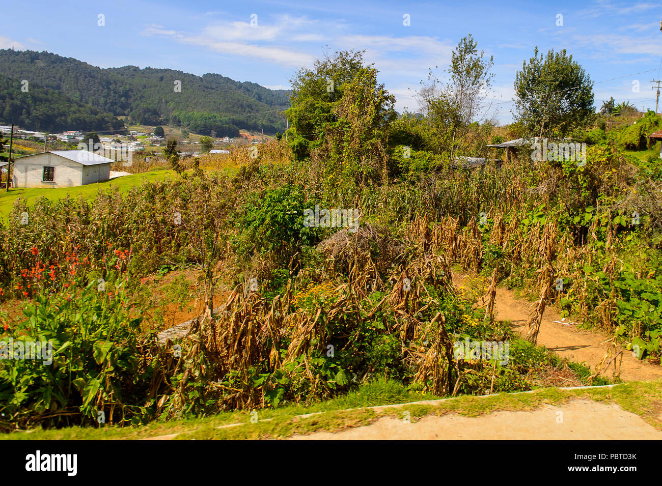 Nature near San Juan Chamula, state of Chiapas, Mexico Stock Photo - Alamy
