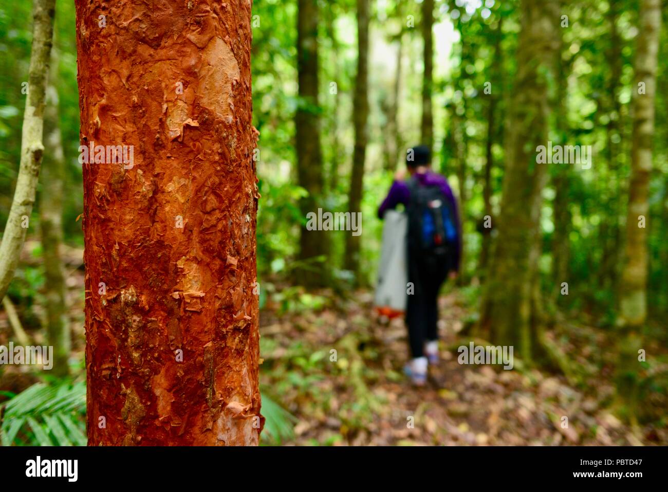 A woman walks past the red tree bark of the Paperbark Satin-ash ...