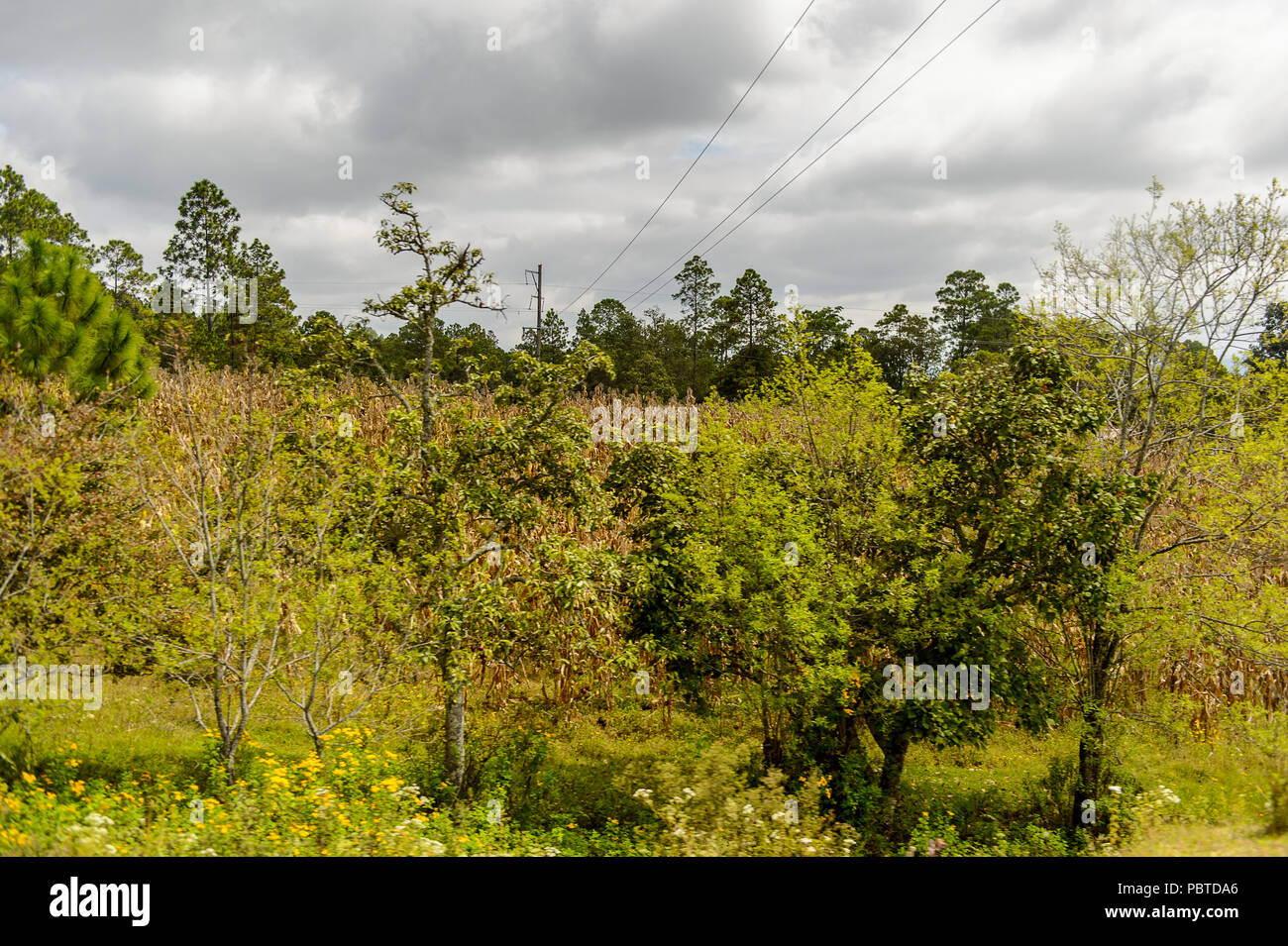 Nature of the state Chiapas, Mexico Stock Photo - Alamy