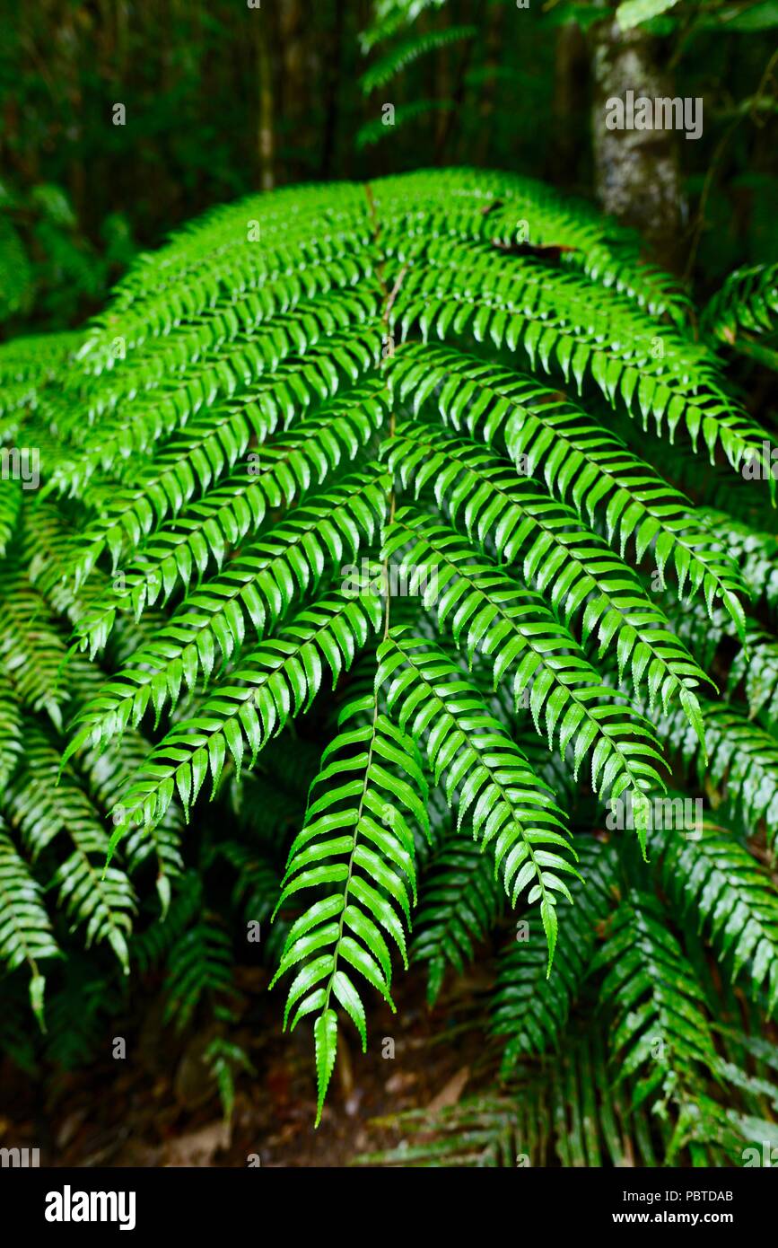 Ferns along the Kauri Creek walk, Jungal Jungal, Danbulla, Tablelands ...