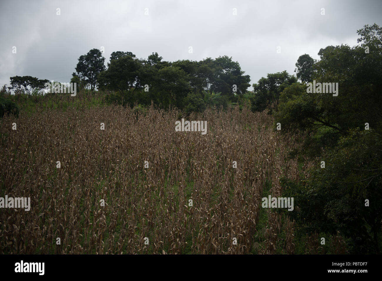 Nature of the state Chiapas, Mexico Stock Photo - Alamy