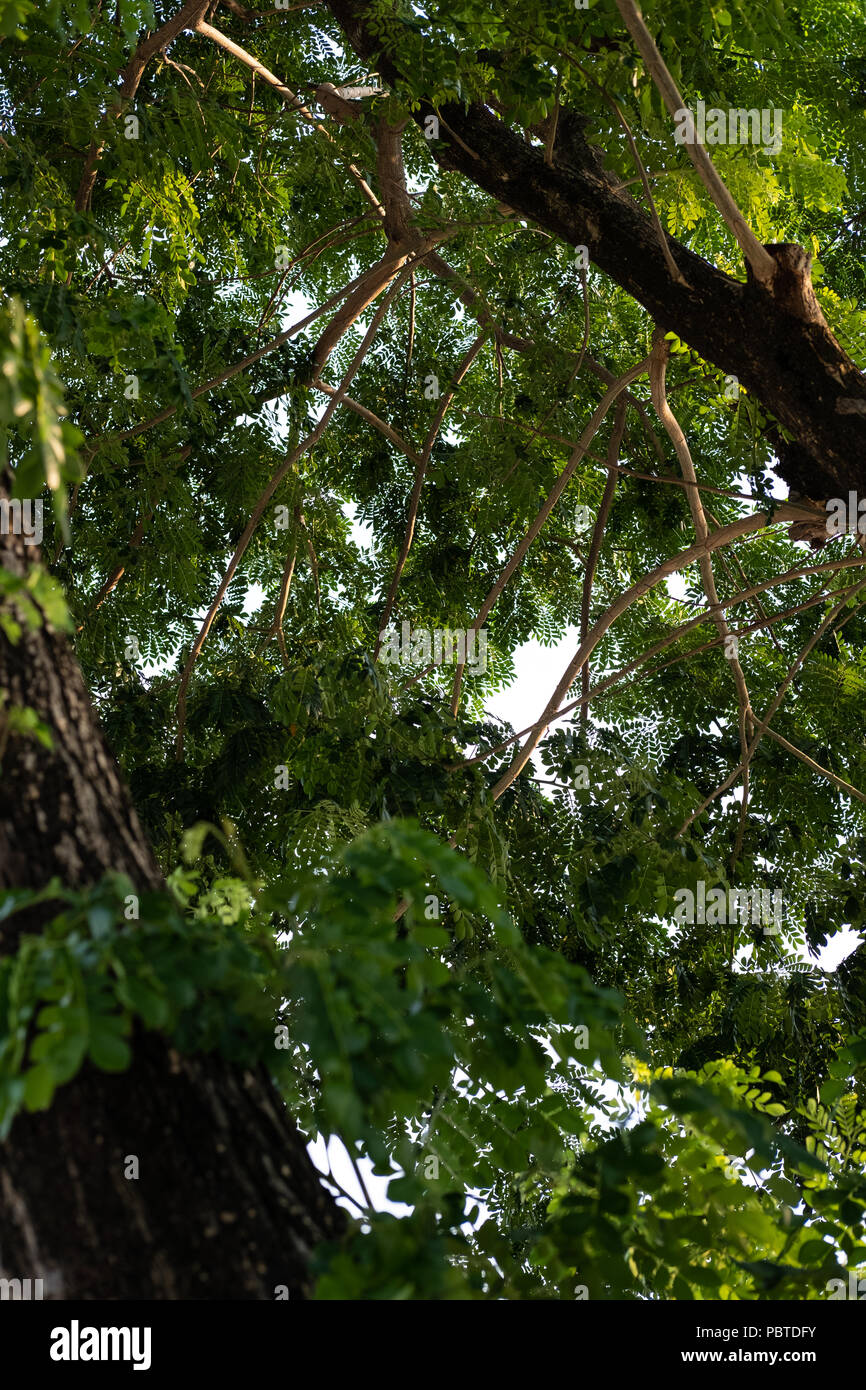 branch of big tree Stock Photo - Alamy