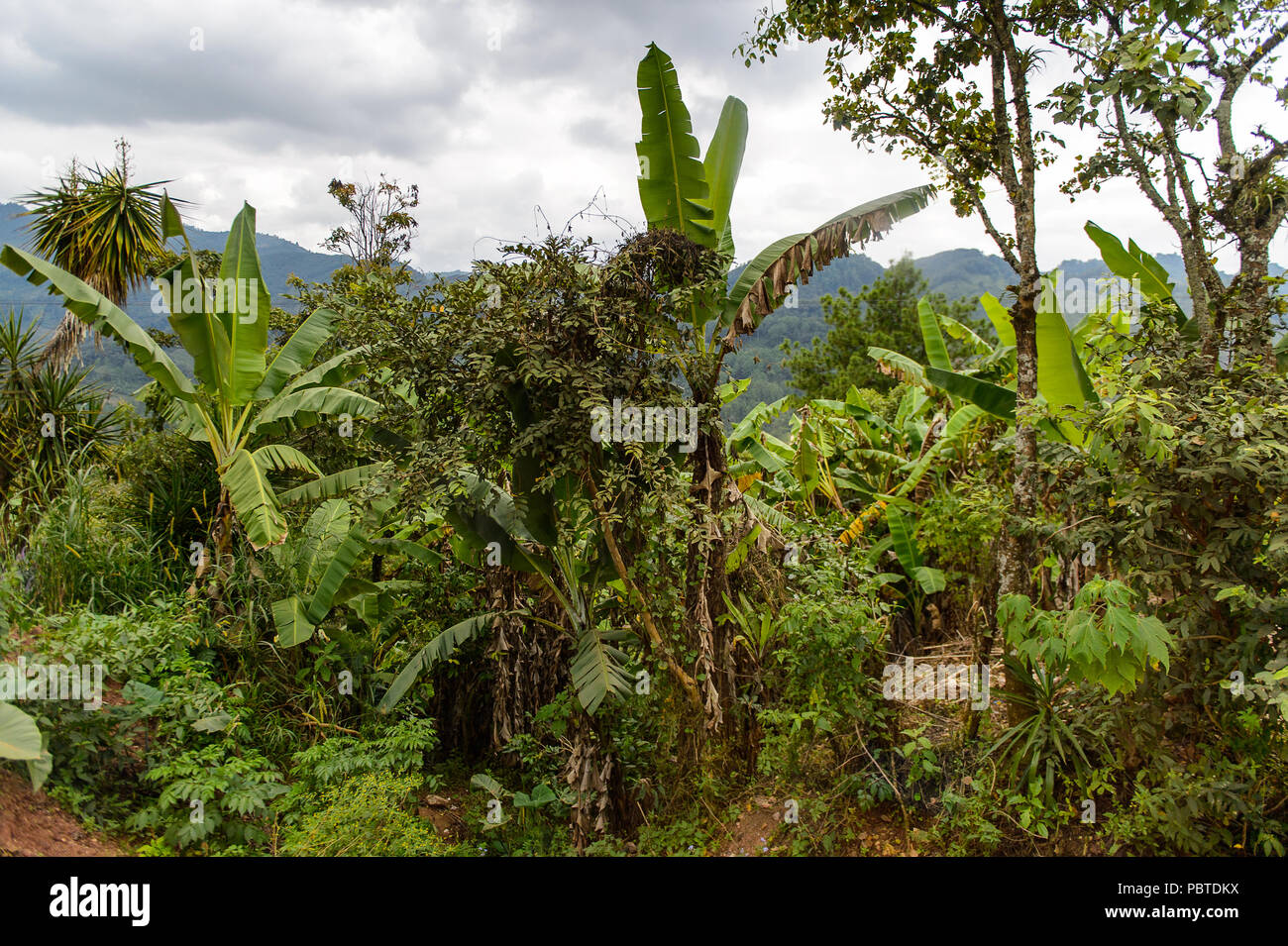 Jungle of the state Chiapas, Mexico Stock Photo - Alamy
