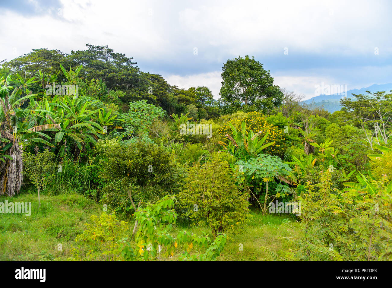 Jungle of the state Chiapas, Mexico Stock Photo - Alamy