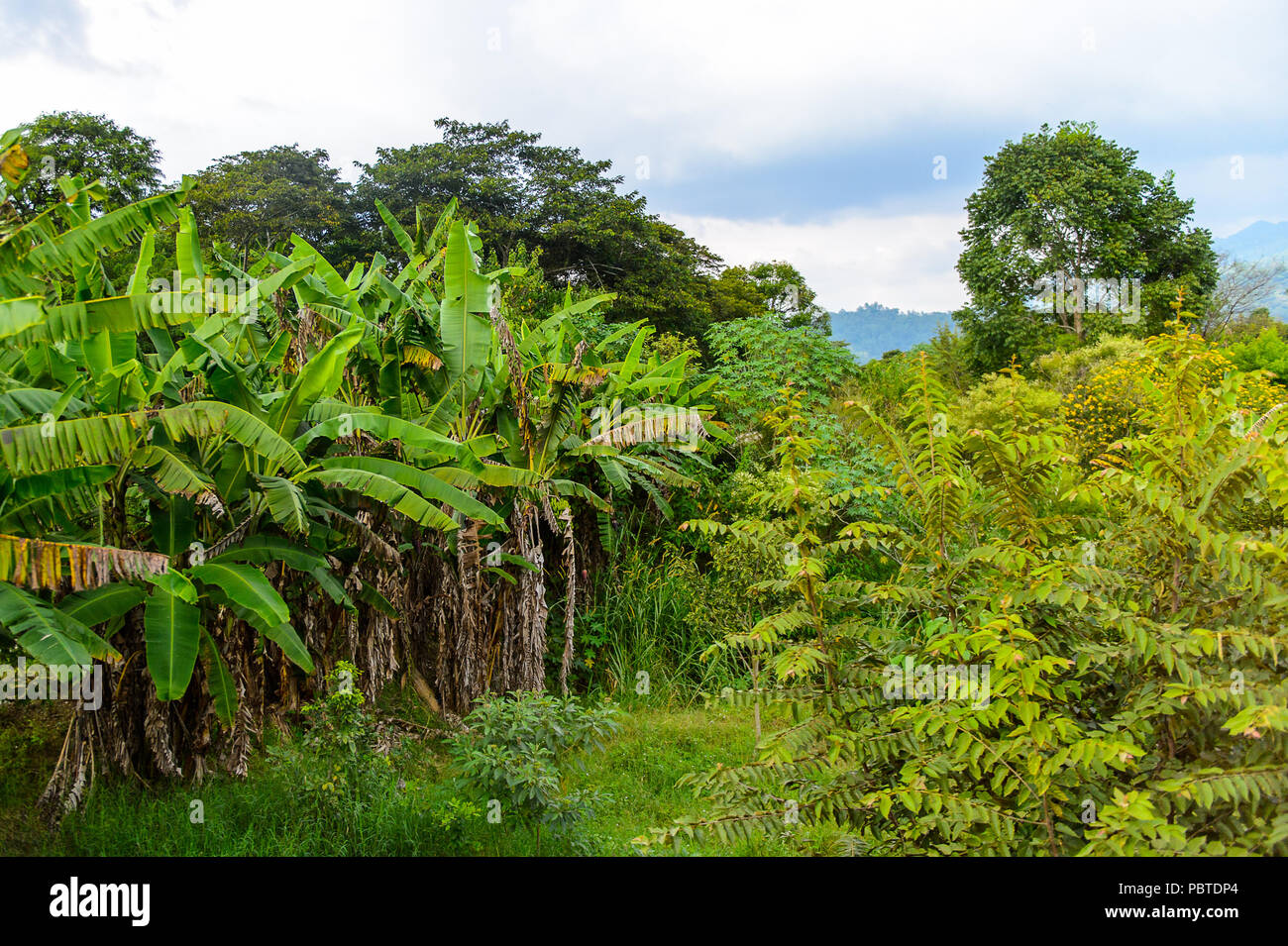 Jungle of the state Chiapas, Mexico Stock Photo - Alamy