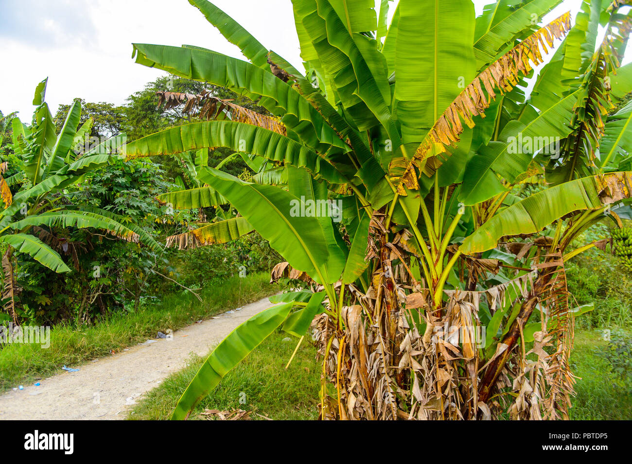 Jungle of the state Chiapas, Mexico Stock Photo - Alamy