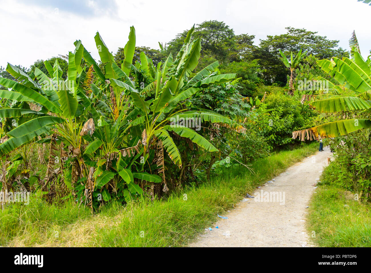 Jungle of the state Chiapas, Mexico Stock Photo - Alamy