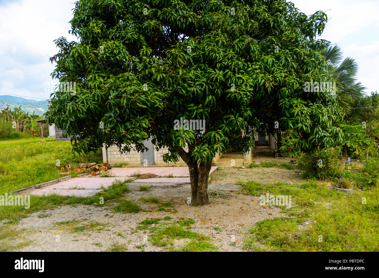 Jungle of the state Chiapas, Mexico Stock Photo - Alamy