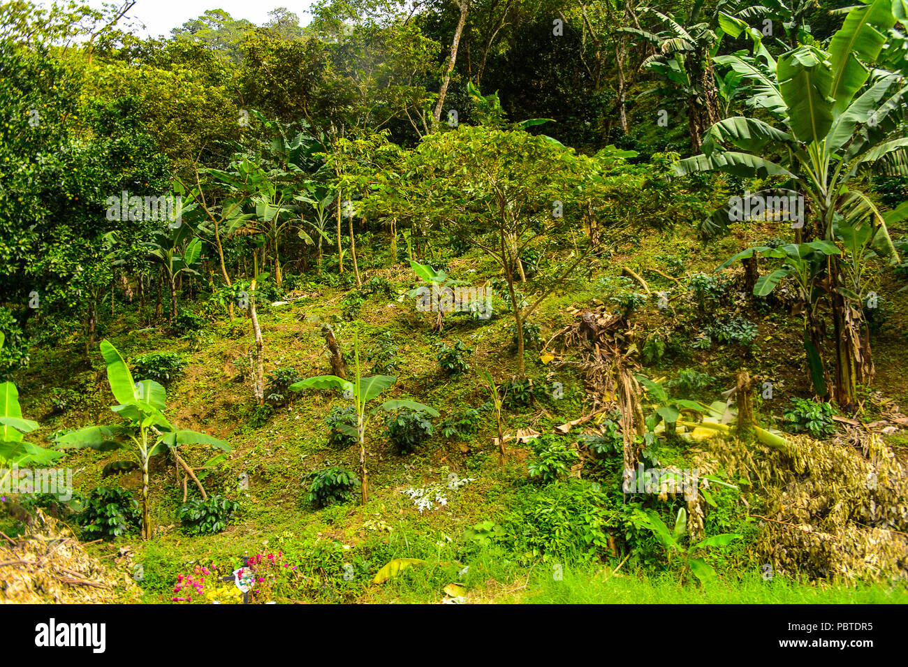 Jungle of the state Chiapas, Mexico Stock Photo - Alamy