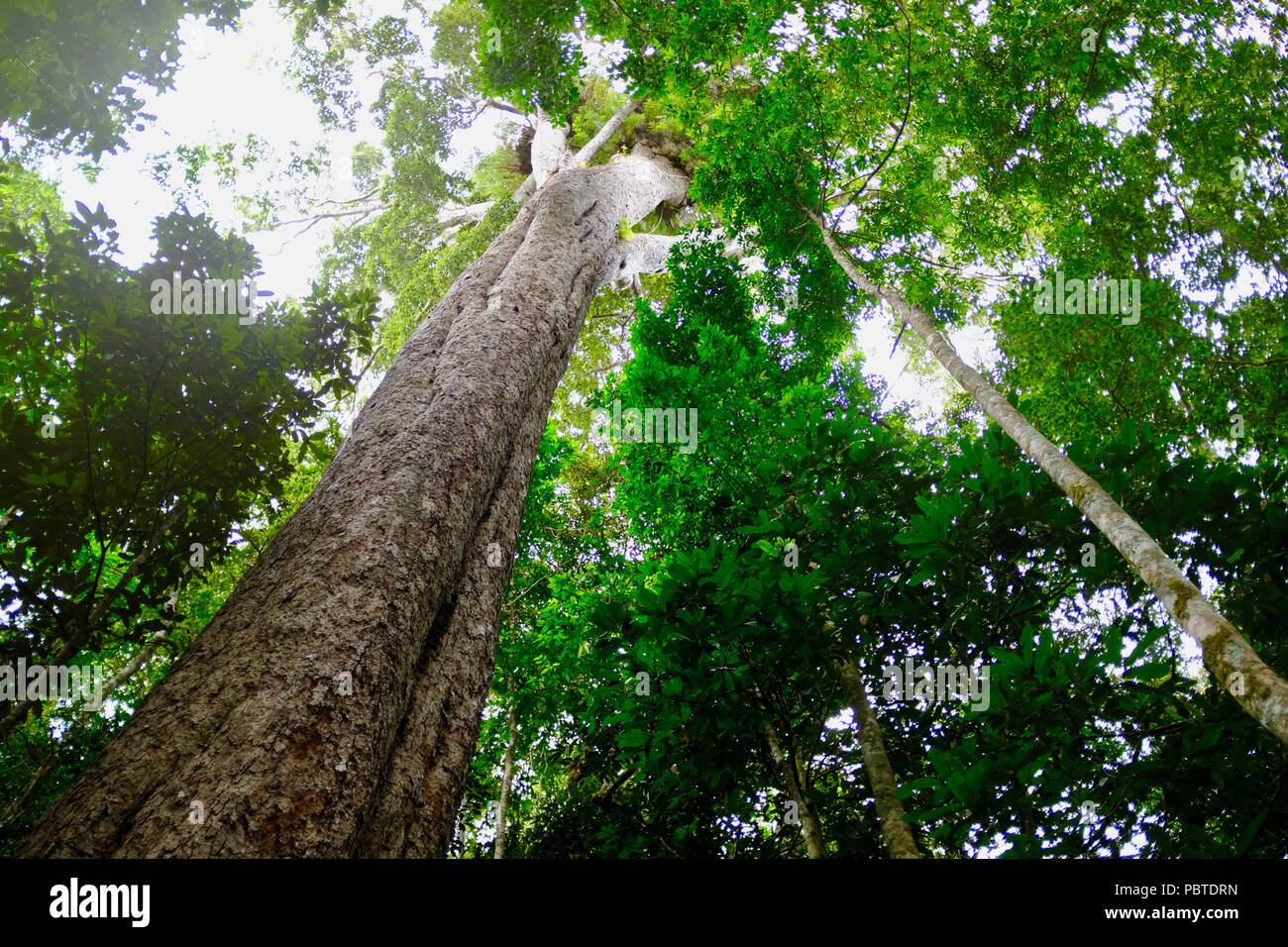 Rainforest north queensland canopy hi-res stock photography and images ...