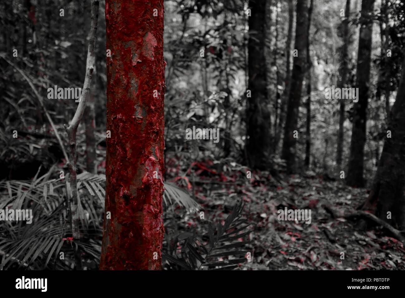 Red tree bark of the Paperbark Satin ash Syzygium papyraceum, red ...