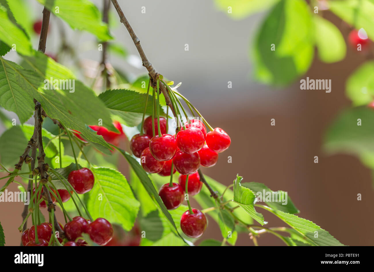 Red cherries on the branch Stock Photo - Alamy