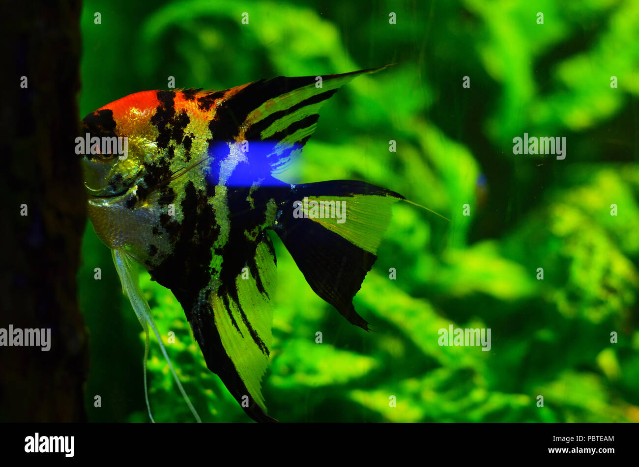 A beautiful colored fish of medium size in pure water on the background ...