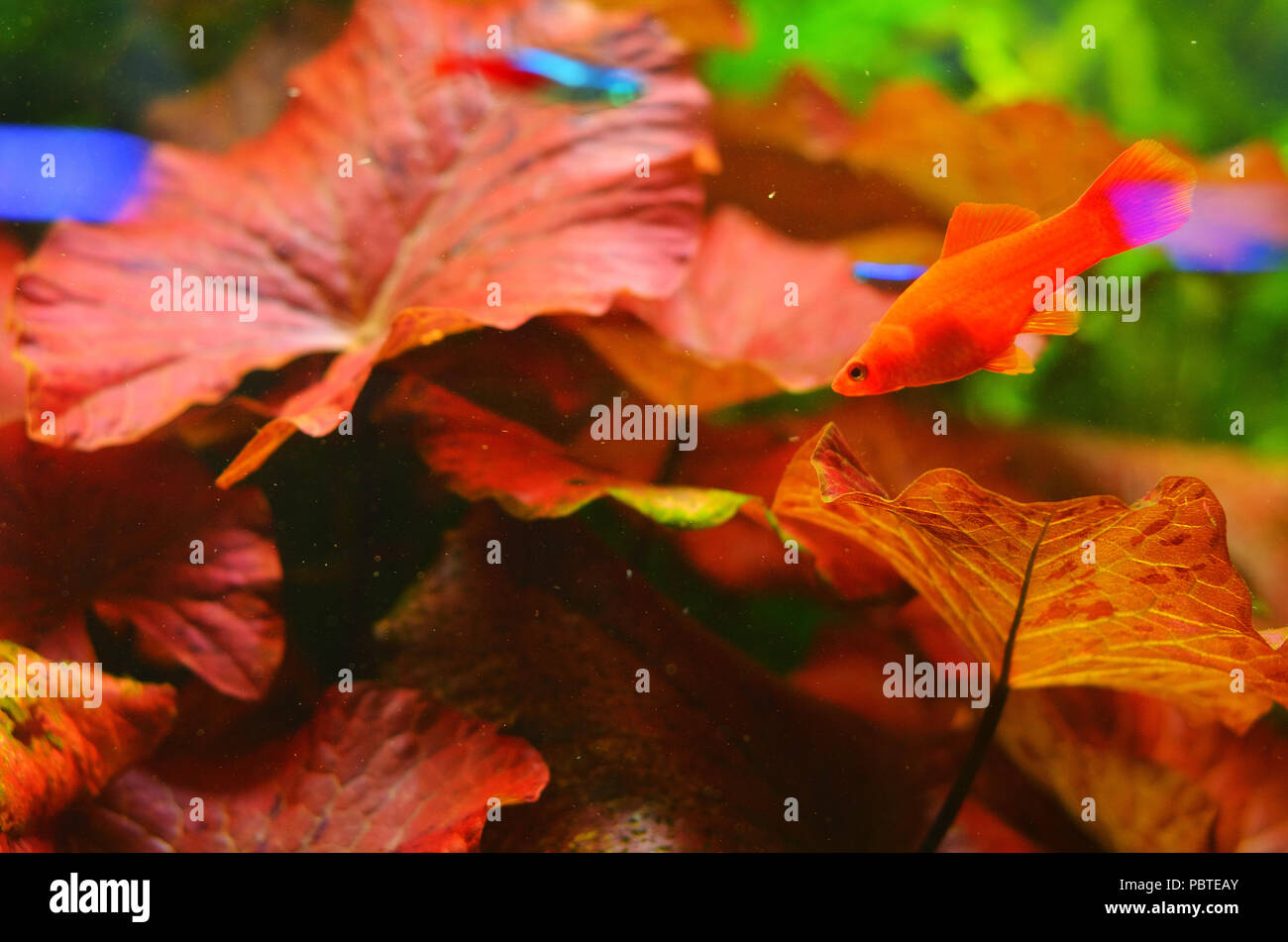 Little red fish on the background of red algae leaves Stock Photo - Alamy