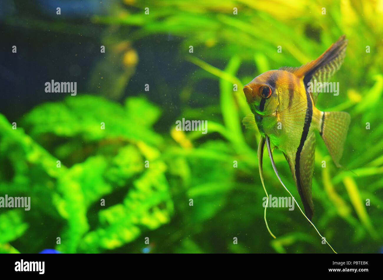 Striped fish with transparent fins and whiskers floats in clear water ...