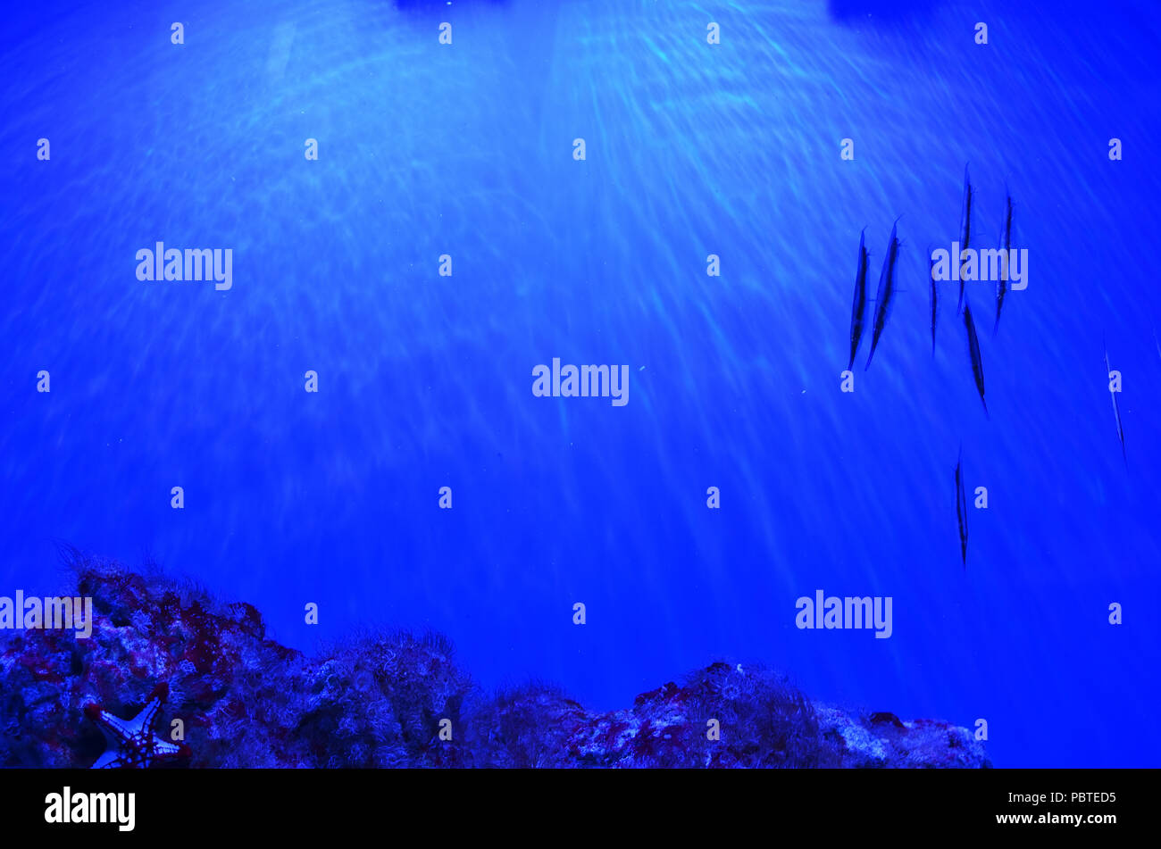 Spiky fishes float upwards to the overflow of water from molded moss ...