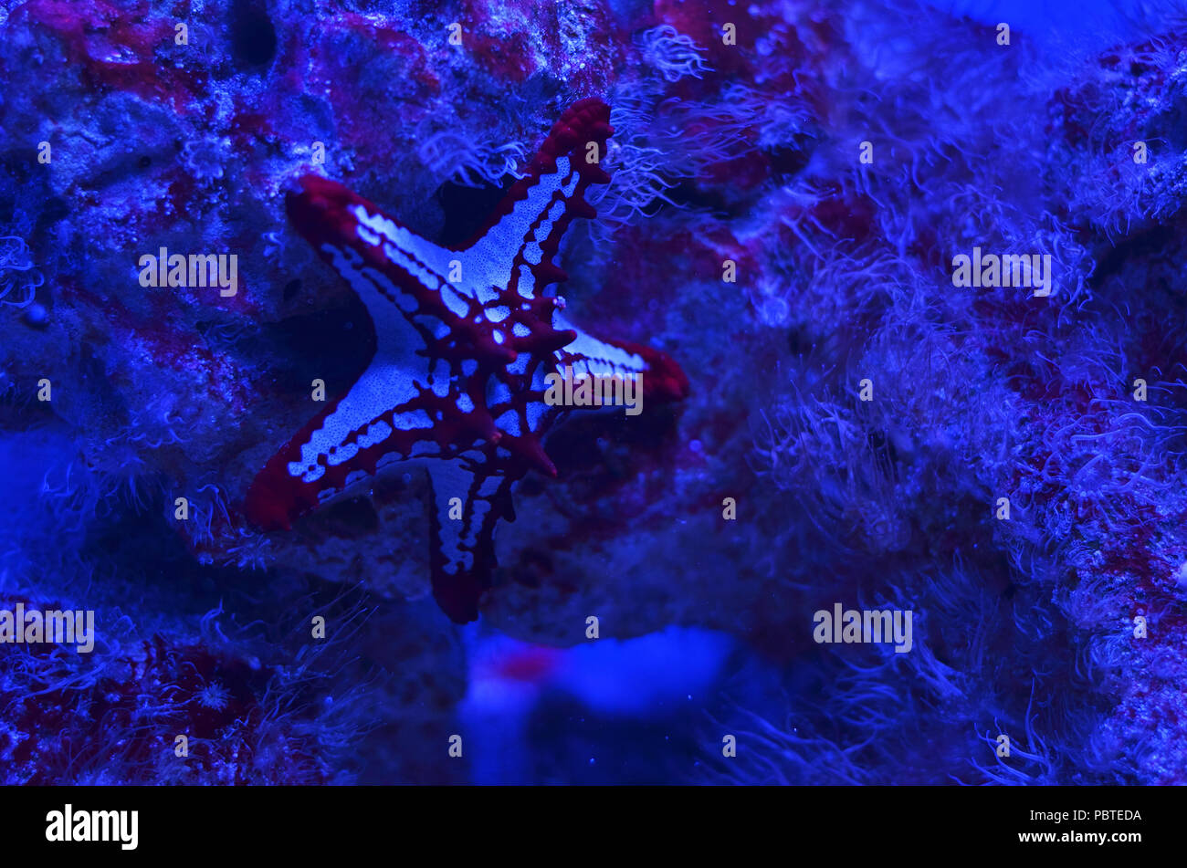 The sea star is attached to stones covered with moss and algae in clear ...