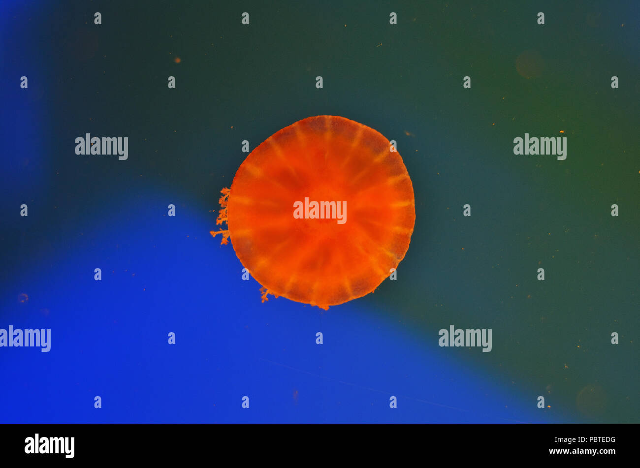 Transparent top hi-res stock photography and images - Alamy