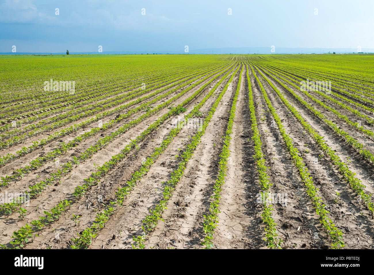Soybean Field Rows in spring Stock Photo - Alamy