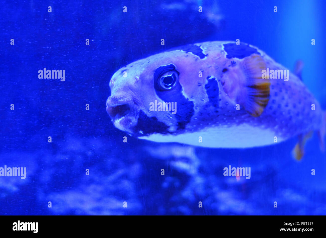 Great fun fish with an open mouth floating past stones and algae Stock ...