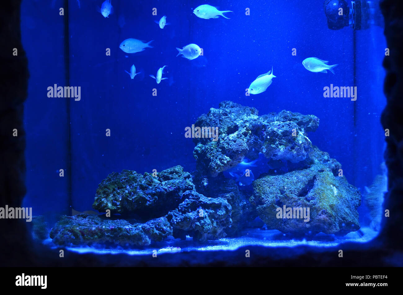 Shoal beautiful small blue aquarium hi-res stock photography and images ...