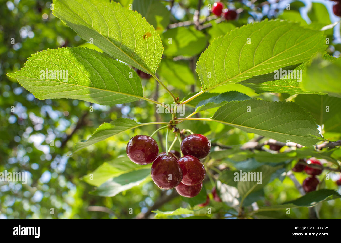 Ripening cherries on orchard tree Stock Photo - Alamy