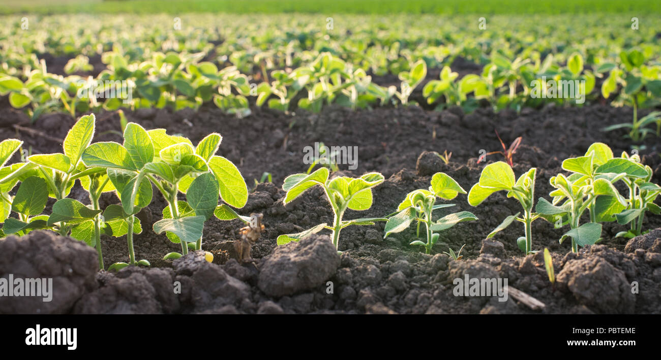 Soybean Field Rows in spring Stock Photo - Alamy