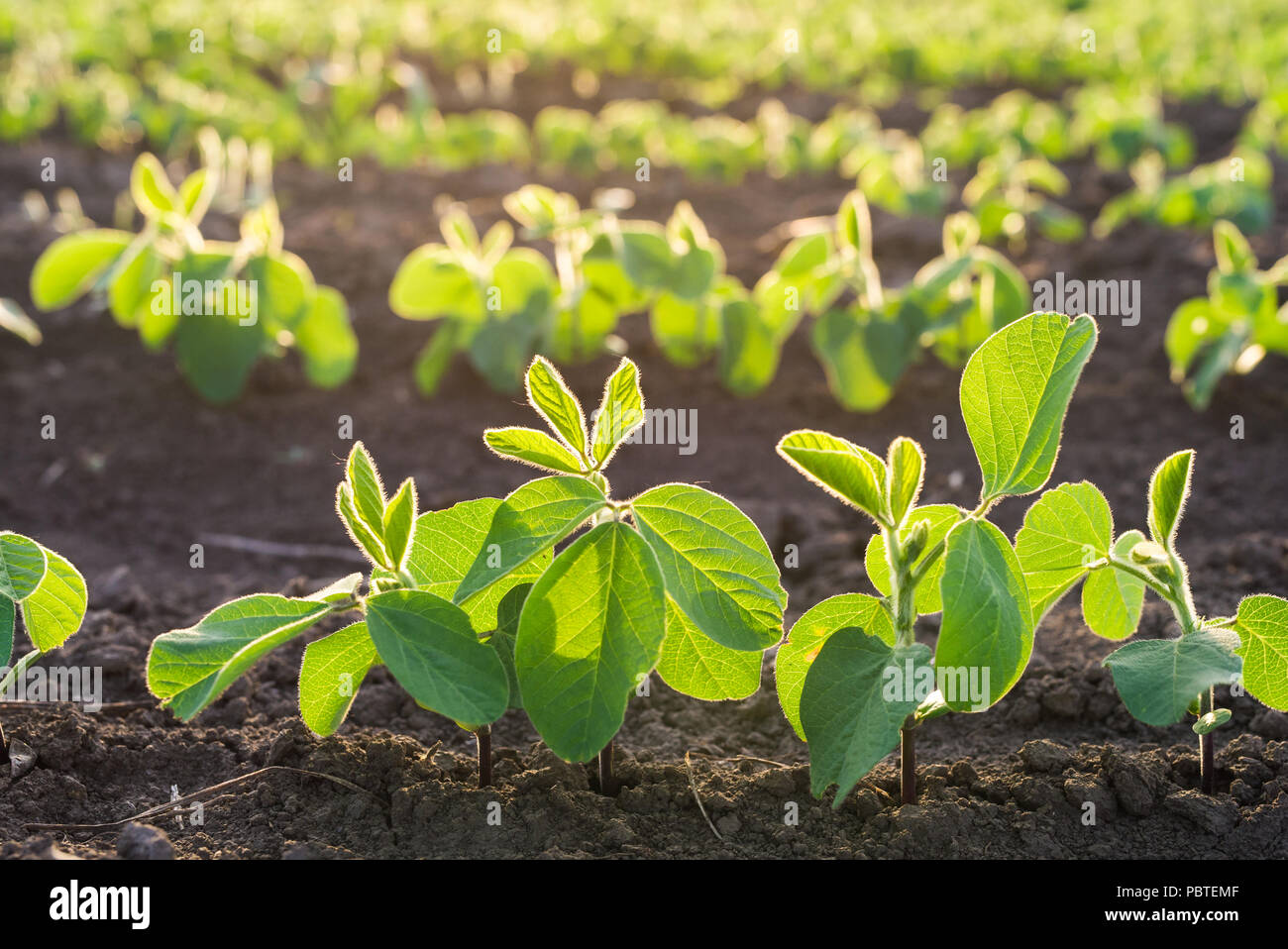 Soybean plant roots hi-res stock photography and images - Alamy