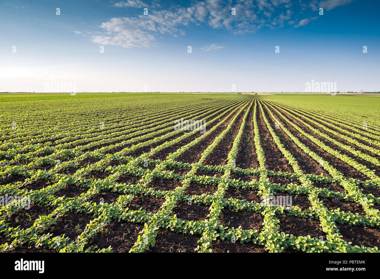 Soybean Field Rows in spring Stock Photo - Alamy