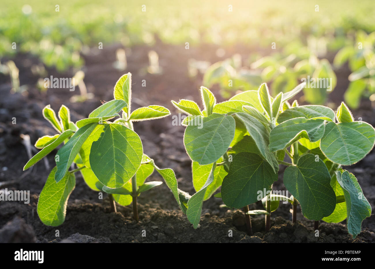 Soybean plant roots hi-res stock photography and images - Alamy