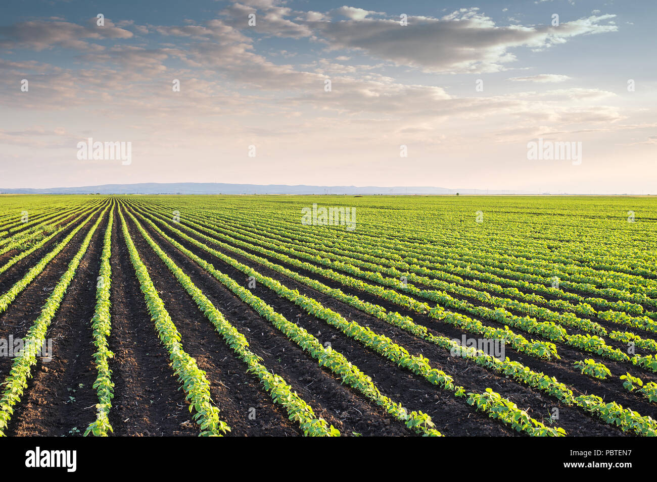 Soybean Field Rows in spring Stock Photo - Alamy