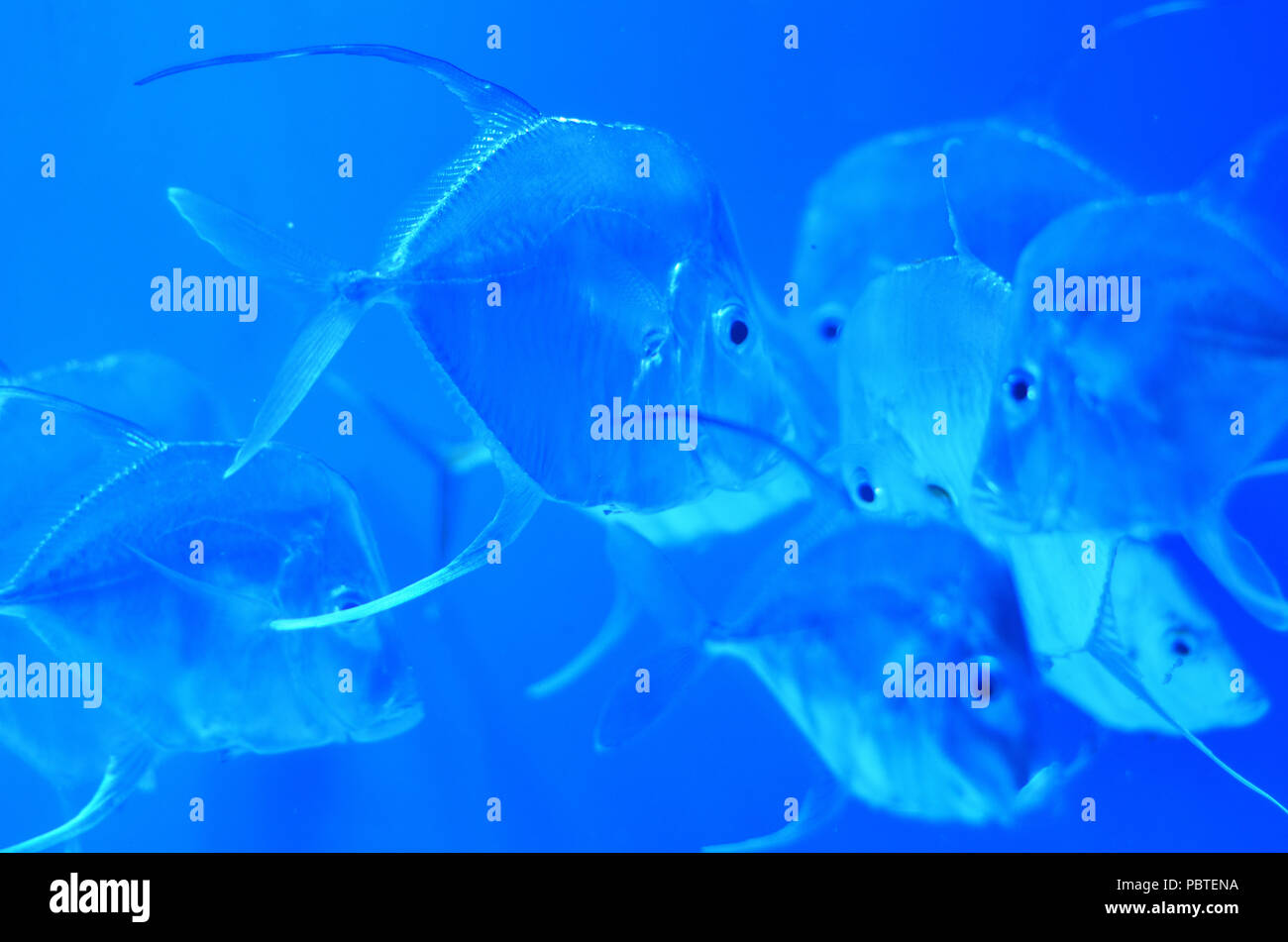 Transparent fish hi-res stock photography and images - Alamy
