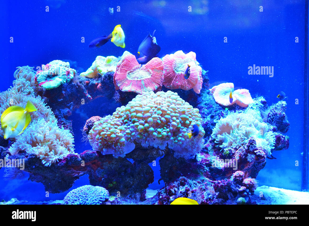 Live pink corals in an aquarium on a stone covered with moss, next to ...