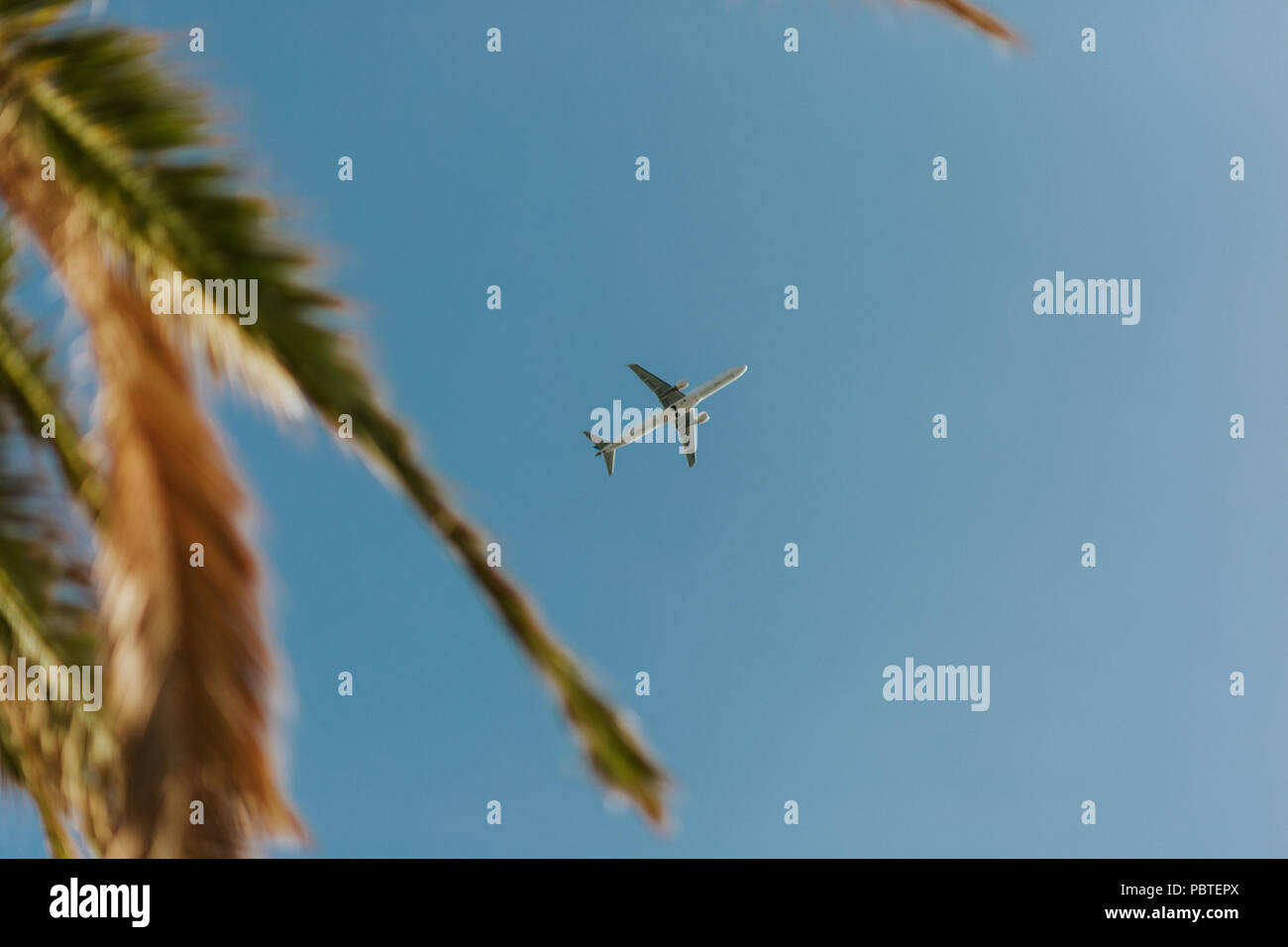 airplane fly in sky. View through the palms Stock Photo - Alamy