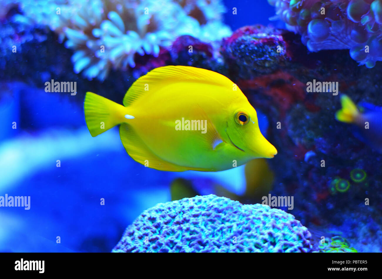 Beautiful bright yellow fish in clean blue water floating past stones ...