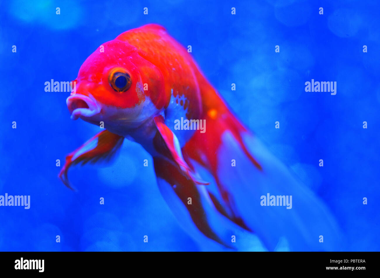 Red with white fish in pure blue water close-up Stock Photo - Alamy