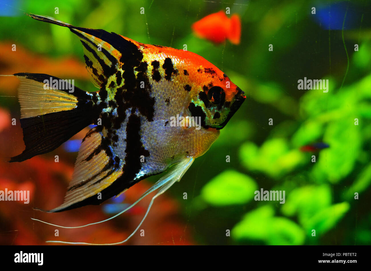 The flat spotted, beautiful silvery fish with long fin swimming among ...