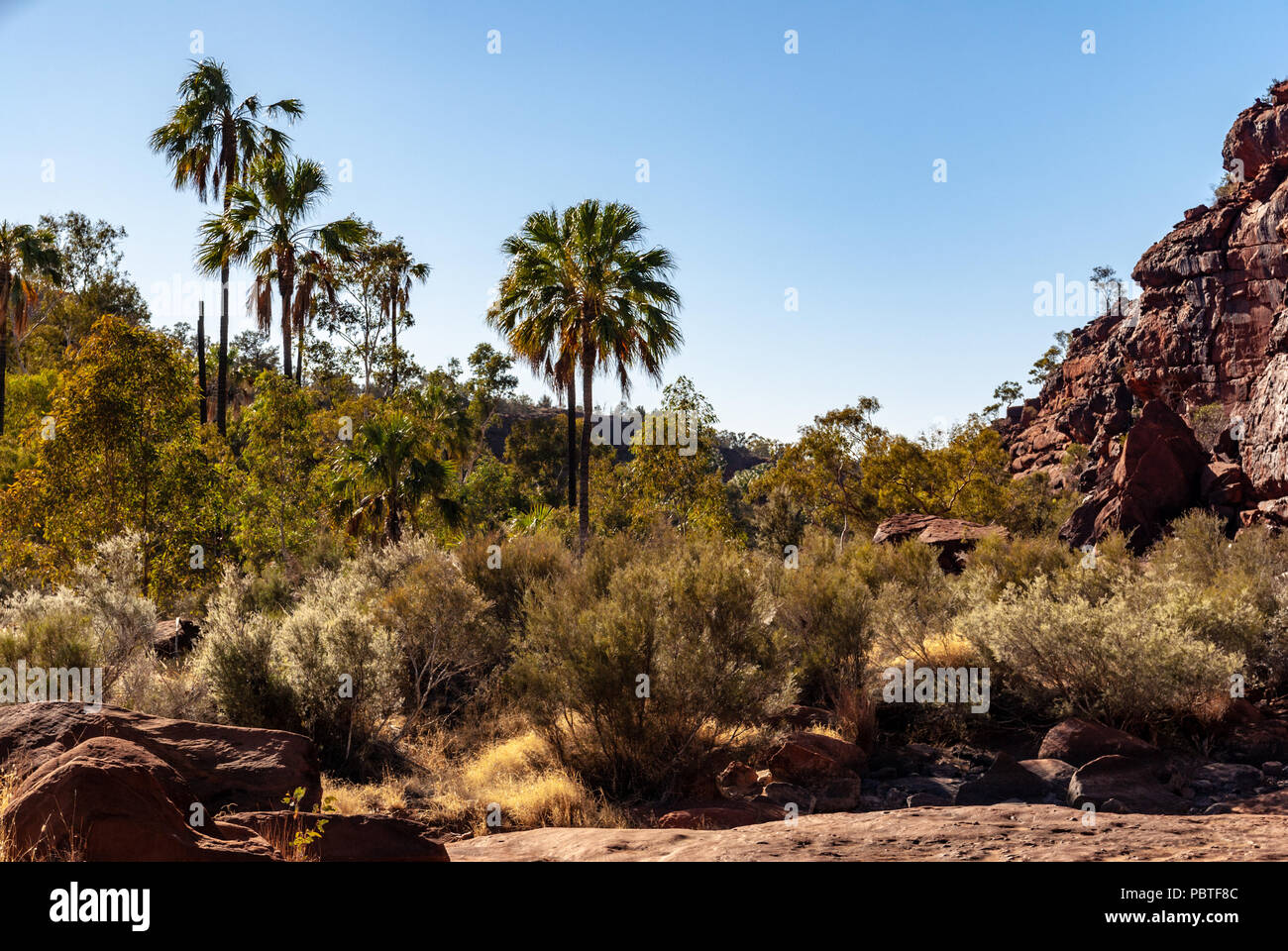 Palm Valley, Finke Gorge National Park in Northern Territory, Australia ...