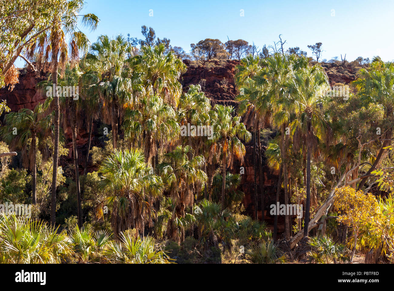 Palm Valley, Finke Gorge National Park in Northern Territory, Australia ...
