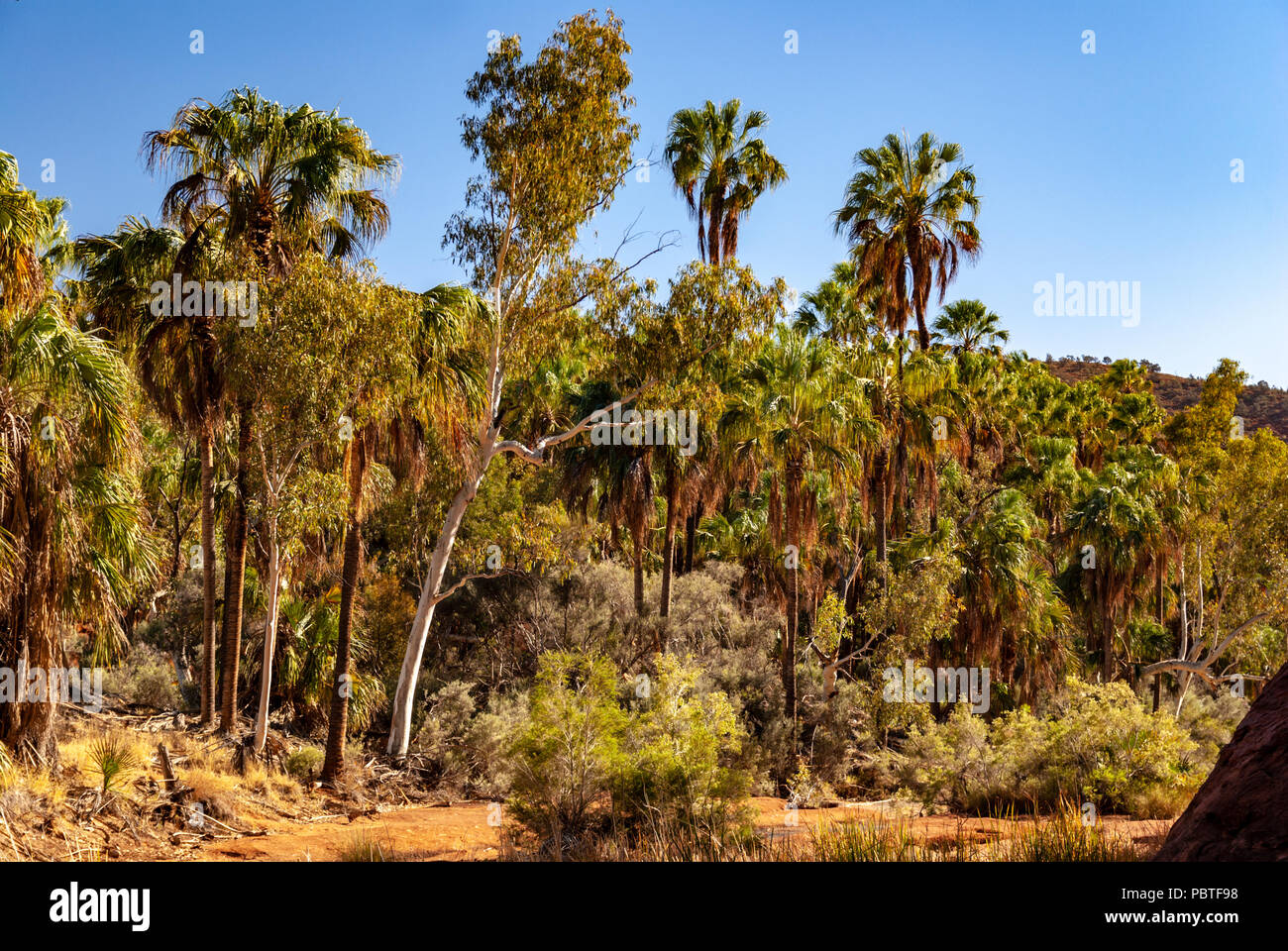 Palm Valley, Finke Gorge National Park in Northern Territory, Australia ...
