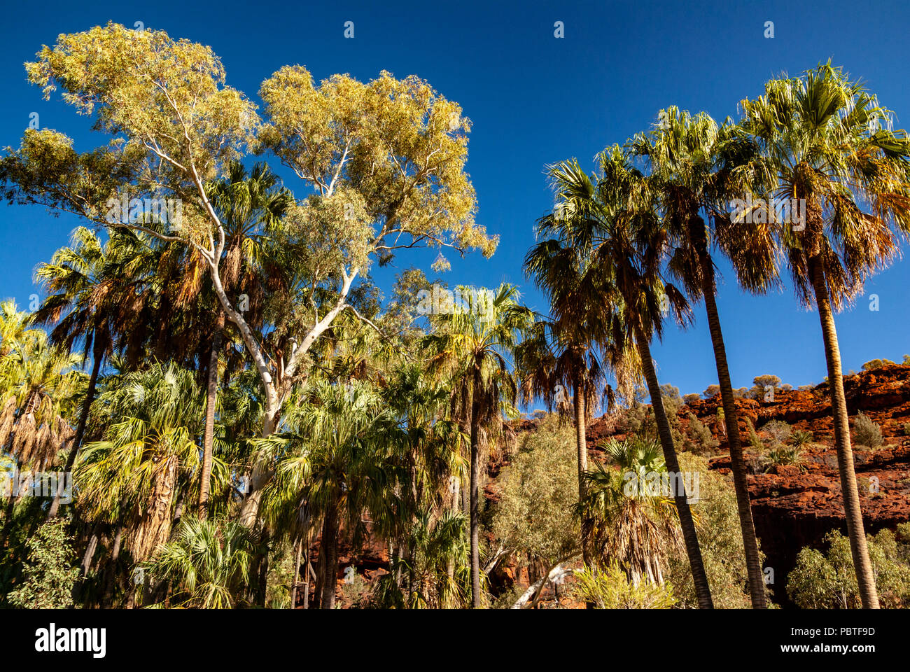 Palm Valley, Finke Gorge National Park in Northern Territory, Australia ...