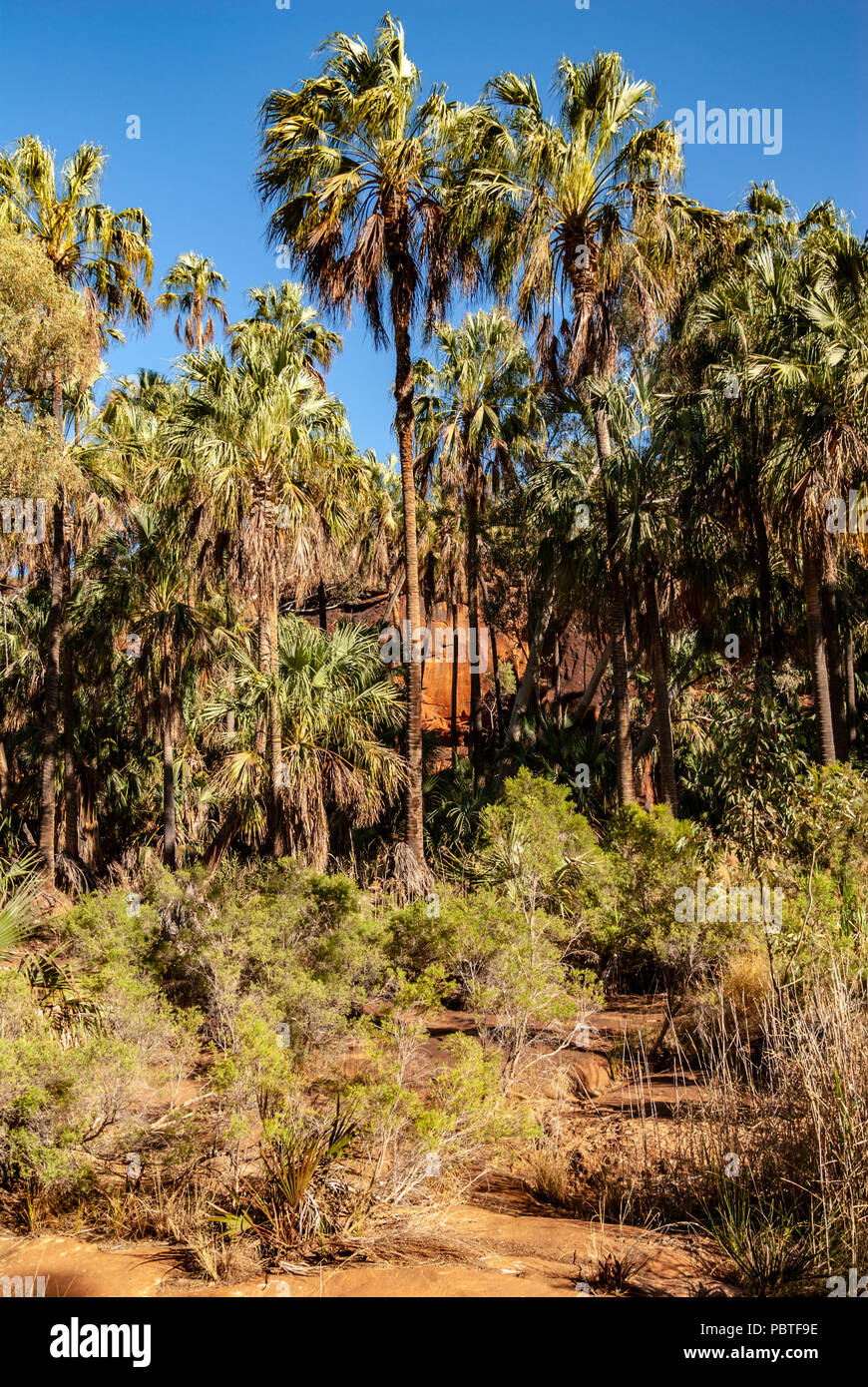 Palm Valley, Finke Gorge National Park in Northern Territory, Australia ...